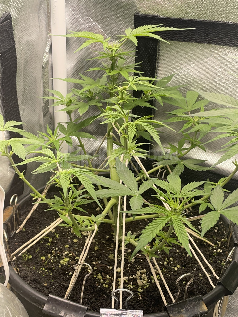 Gelato Autoflower Cannabis Seeds week 8 grow journal by semore914 - C4 ...