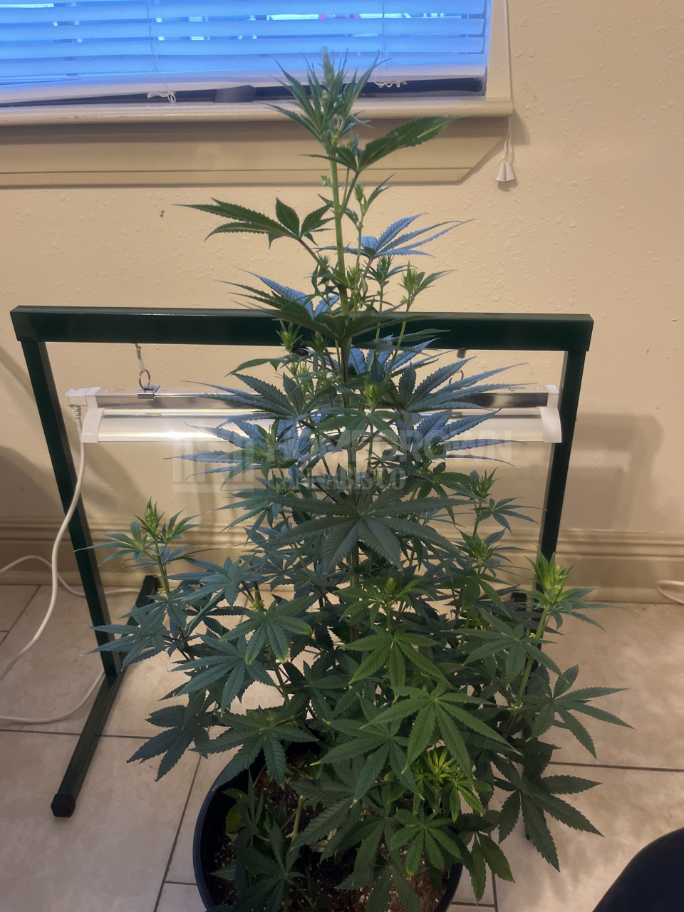 Mazar Autoflower Cannabis Seeds week 4 grow journal by olschool64 ...