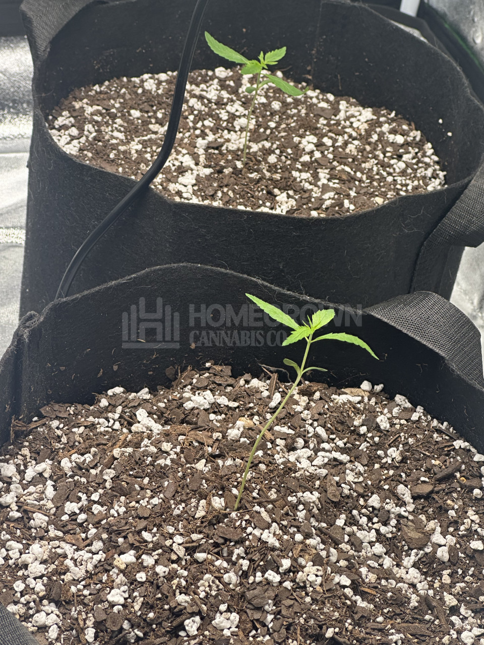 Pine Autoflower Cannabis Seeds week 3 grow journal by Ashtray - pine ...