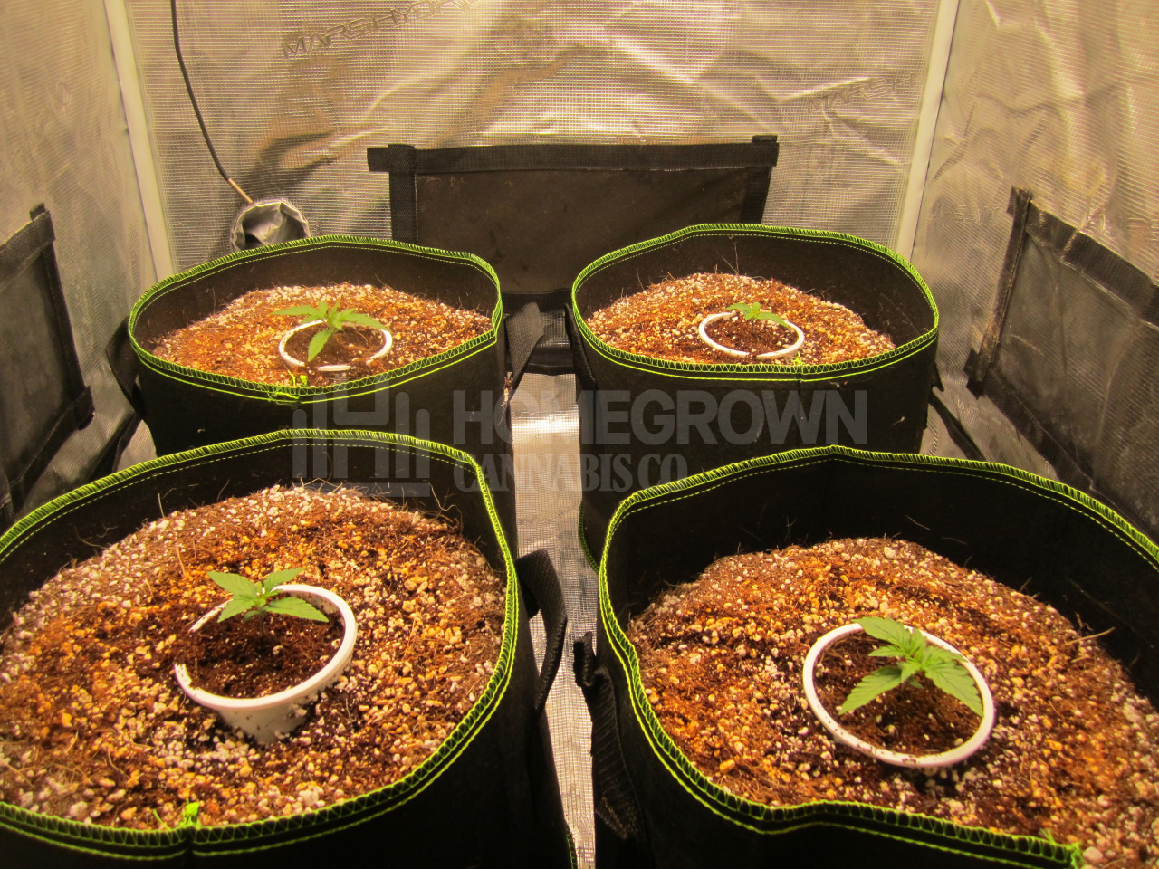 Runtz Autoflower Cannabis Seeds week 3 grow journal by odysseuss ...