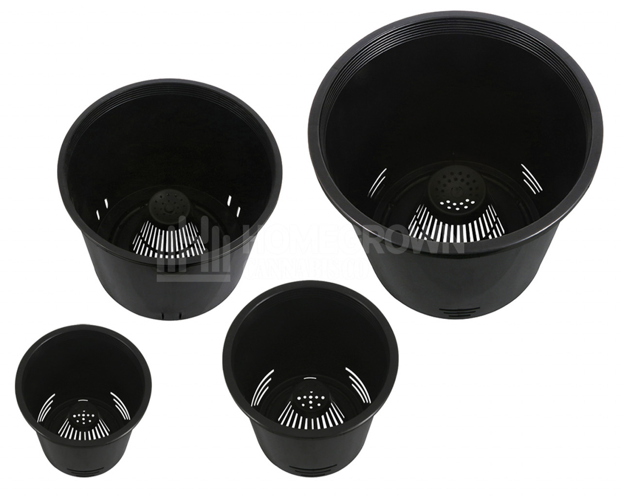 Gelato Autoflower Cannabis Seeds week 1 grow journal by pawpawt ...