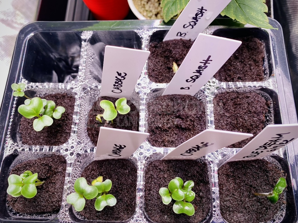 Blue Dream Feminized Cannabis Seeds week 1 grow journal by cdcotton ...