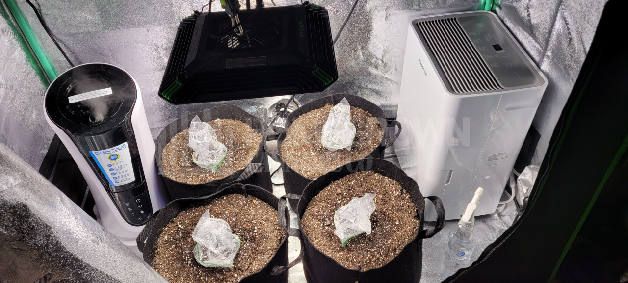 Runtz Autoflower Cannabis Seeds week 1 grow journal by swazey - Runtz ...