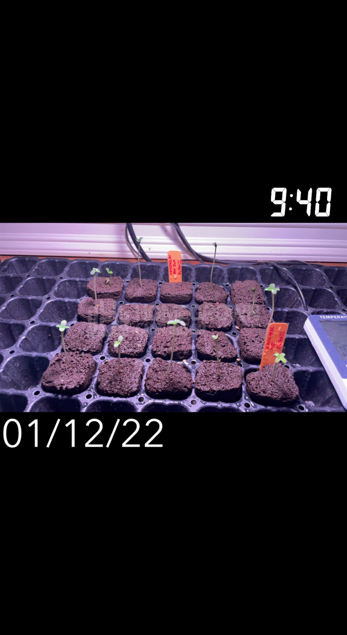 Lemon Autoflower Cannabis Seeds week 1 grow journal by Tna_homegrown ...
