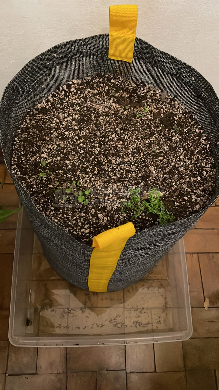 Critical Purple Autoflower Cannabis Seeds week 1 grow journal by resuss ...