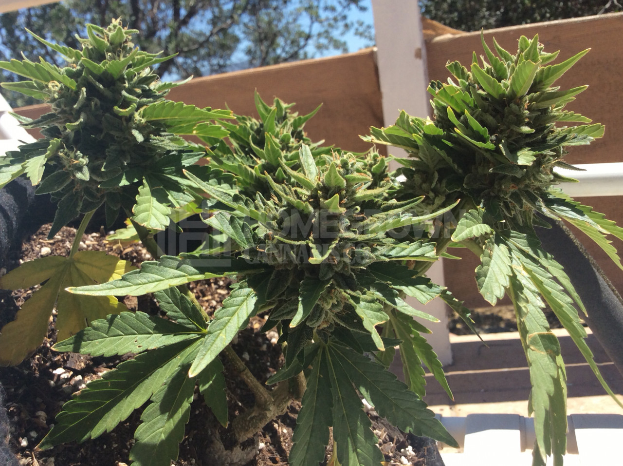 Critical Purple Autoflower Cannabis Seeds week 11 grow journal by ...