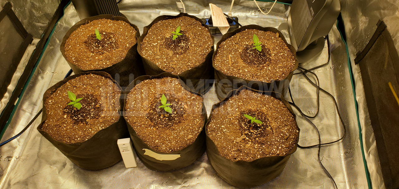 LSD Autoflower Seeds Online | Homegrown Cannabis Co.