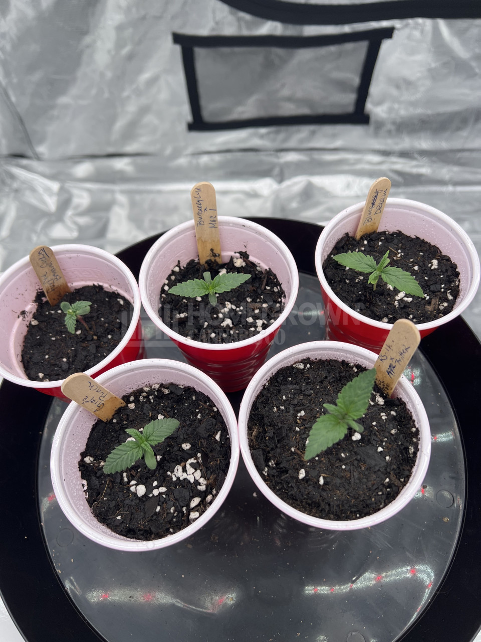 Blue Dream Autoflower Cannabis Seeds week 1 grow journal by sneaker-p ...