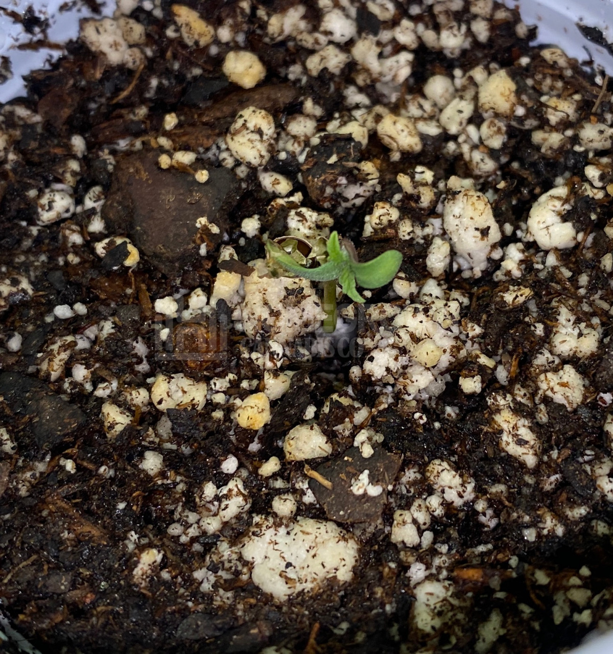 Shishkaberry Punch Feminized Cannabis Seeds week 1 grow journal by ...