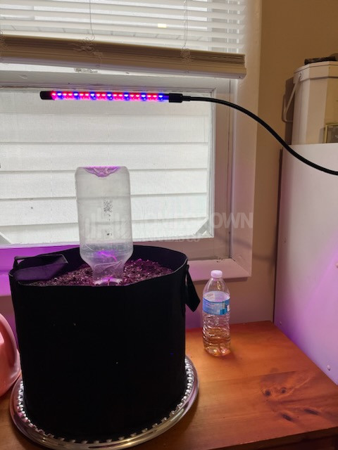 Runtz Autoflower Cannabis Seeds week 1 grow journal by phylliskay - My ...