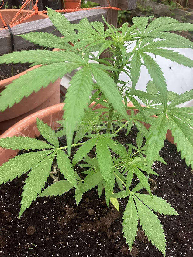 Gelato Autoflower Cannabis Seeds week 7 grow journal by half-shadow ...