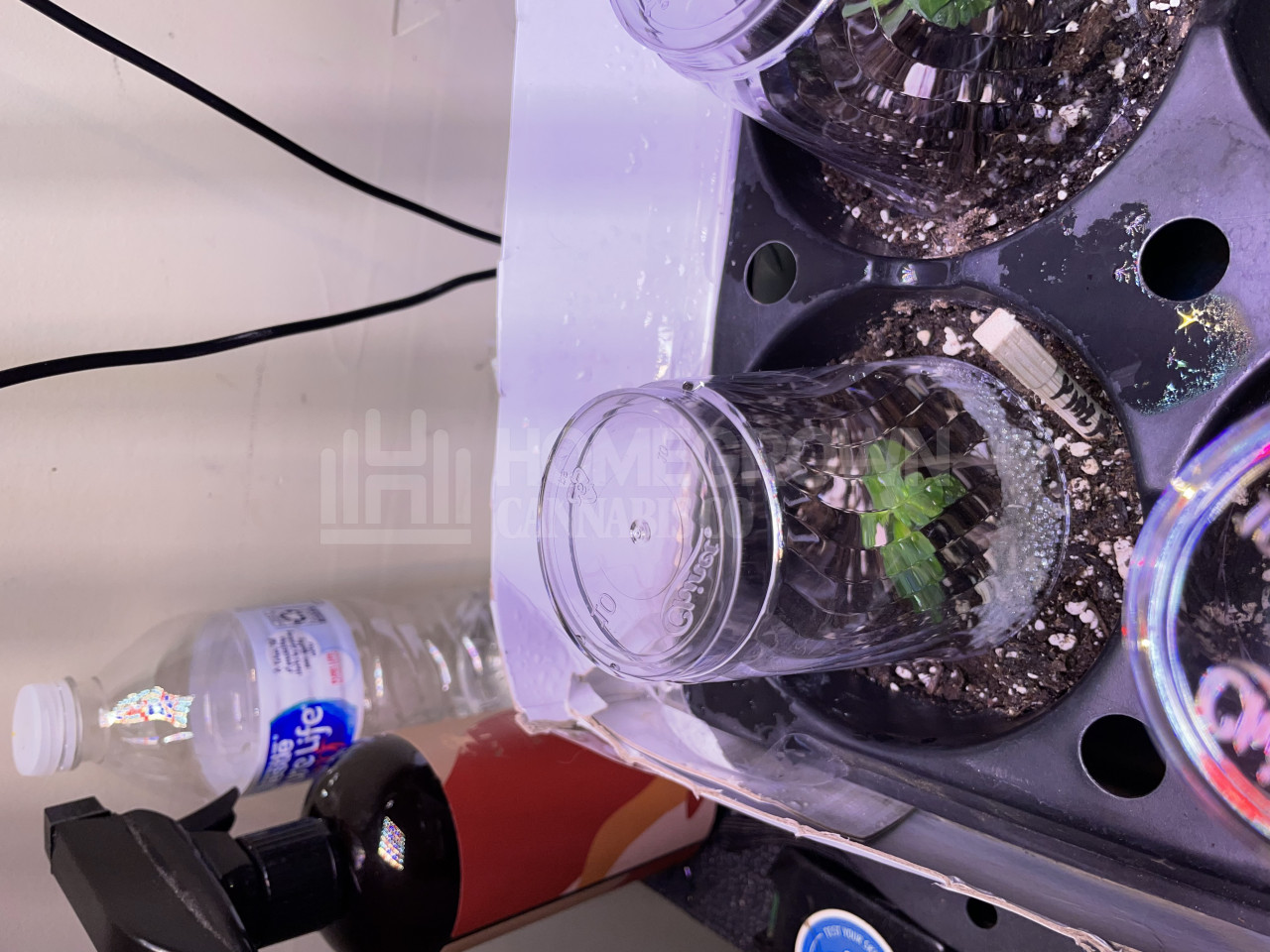 Pineapple Autoflower Cannabis Seeds week 3 grow journal by lisa2265 ...