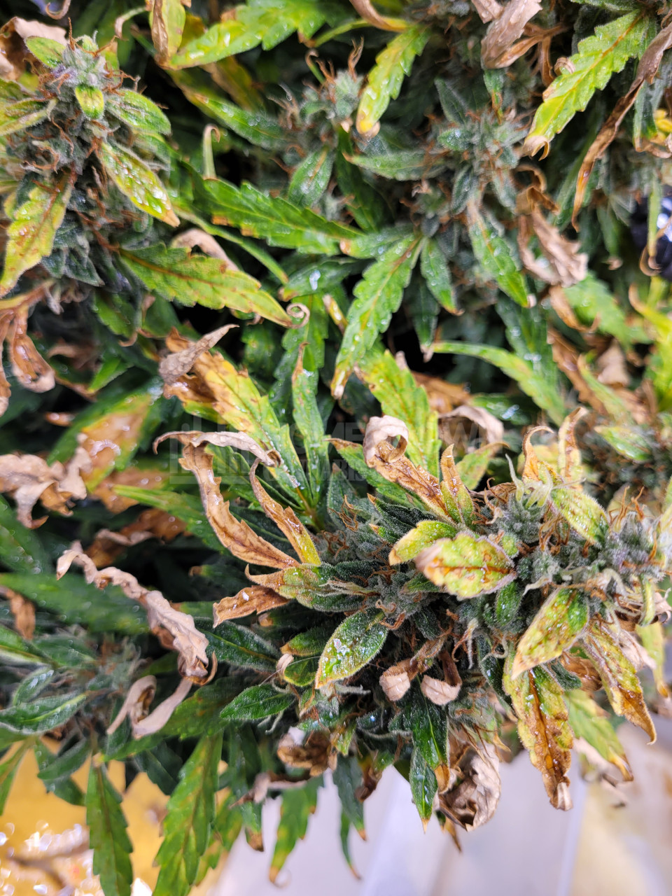 Black Jack Autoflower Cannabis Seeds week 11 grow journal by djp400 ...