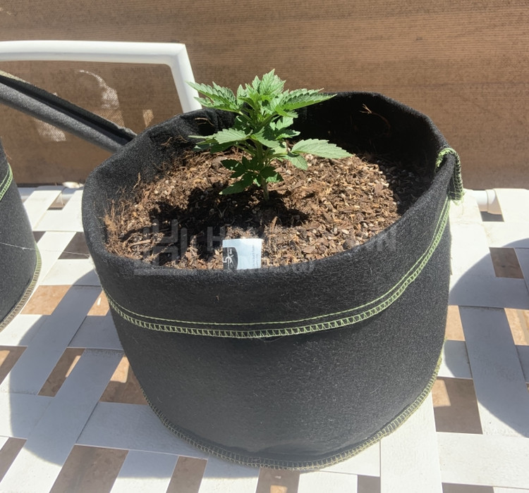 Critical Purple Autoflower Cannabis Seeds week 3 grow journal by ...