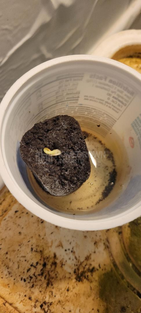Bruce Banner Autoflower Cannabis Seeds week 2 grow journal by mc13 ...