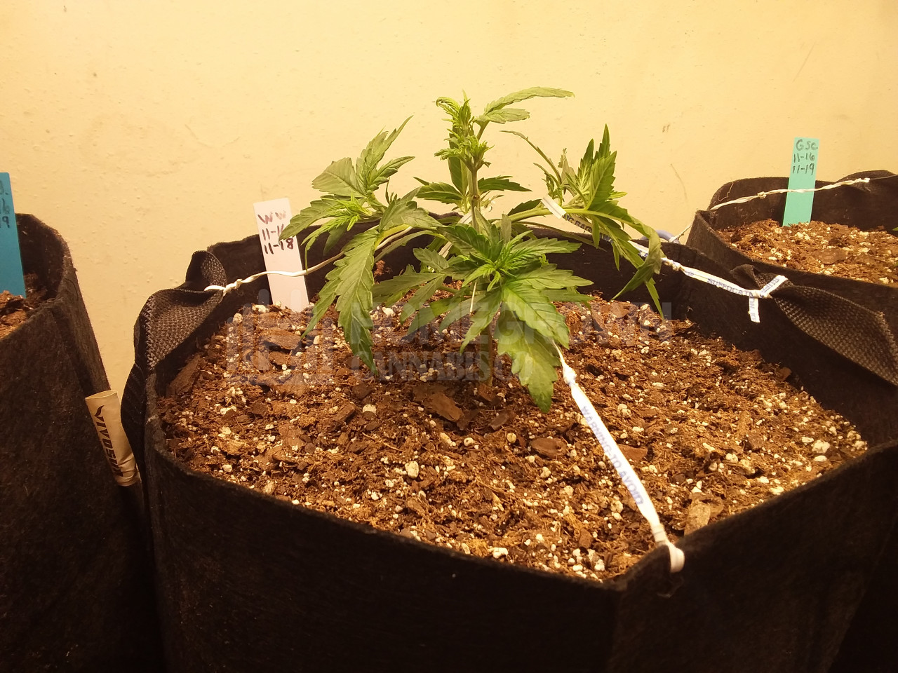 White Widow Autoflower Cannabis Seeds week 4 grow journal by jpar21 ...