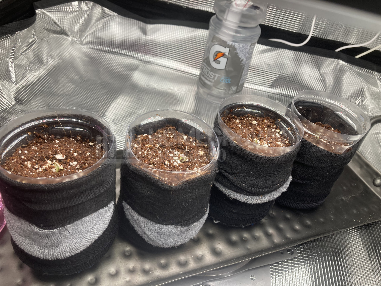 Zkittlez Autoflower Cannabis Seeds week 1 grow journal by gilbertg ...