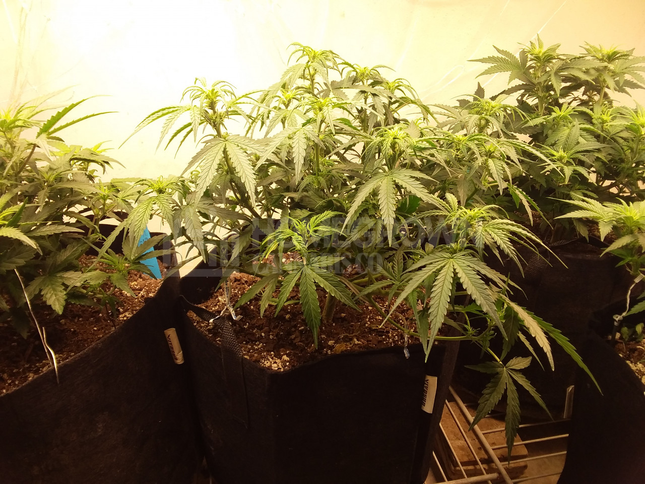 White Widow Autoflower Cannabis Seeds week 6 grow journal by jpar21 ...