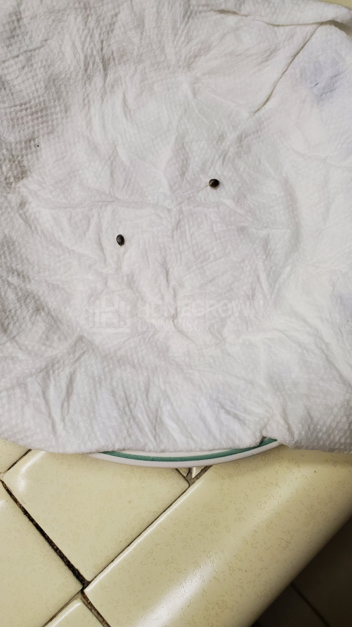 Lowryder Autoflower Cannabis Seeds week 1 grow journal by bigjay ...