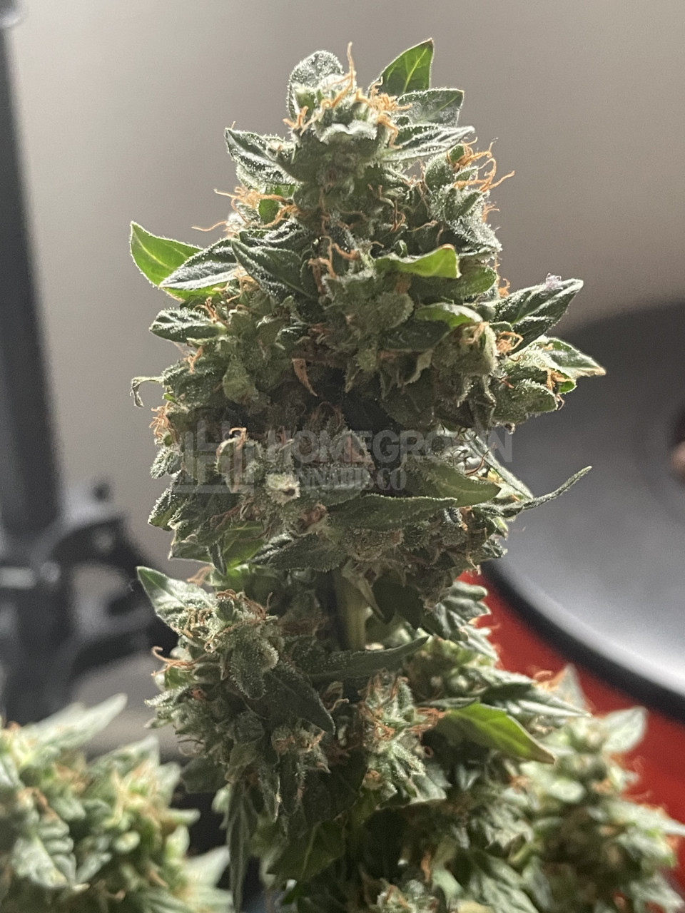 Gorilla Glue #4 Autoflower Cannabis Seeds week 14 grow journal by ...