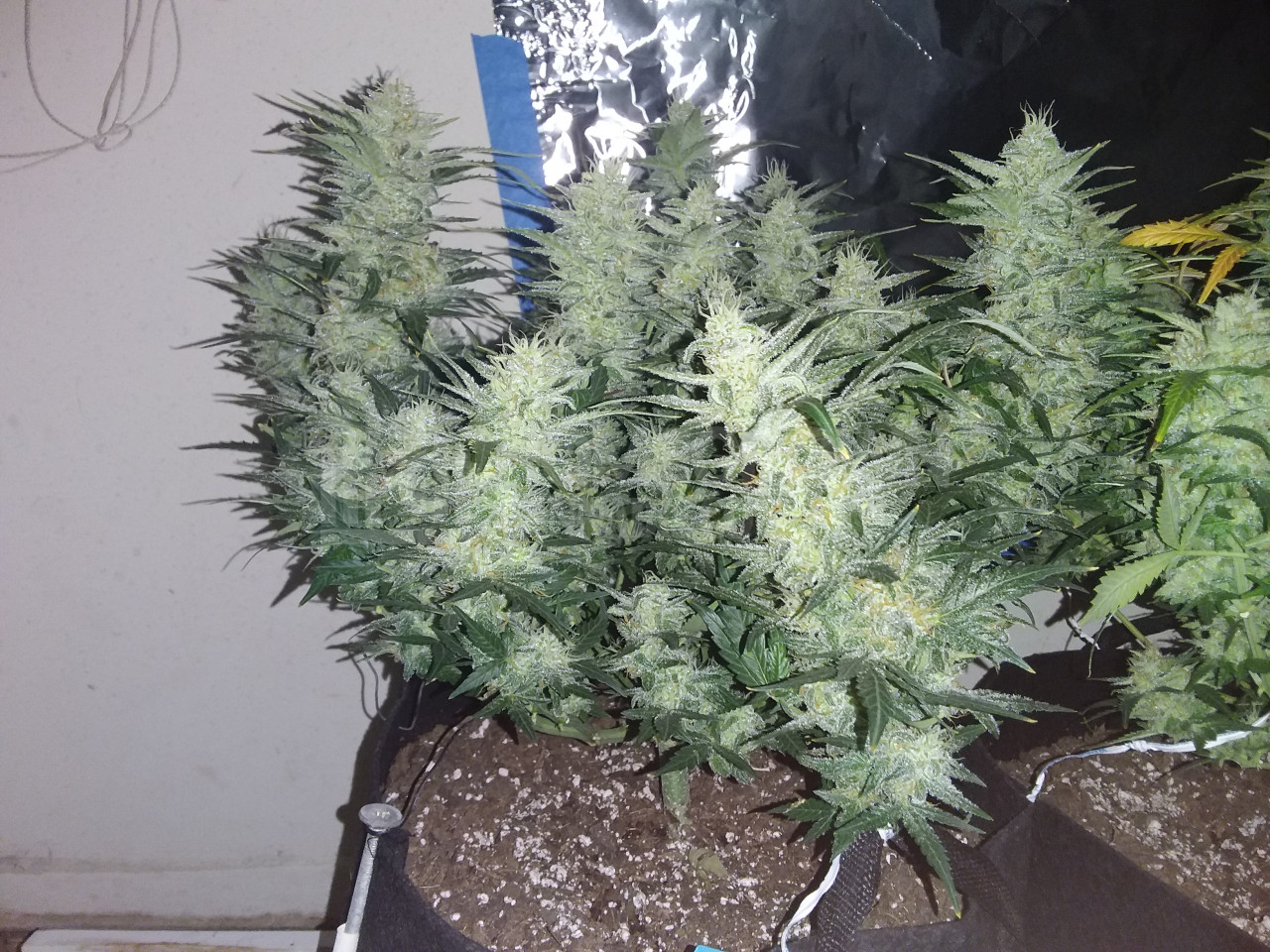 Blueberry Autoflower Cannabis Seeds week 12 grow journal by jpar21 ...