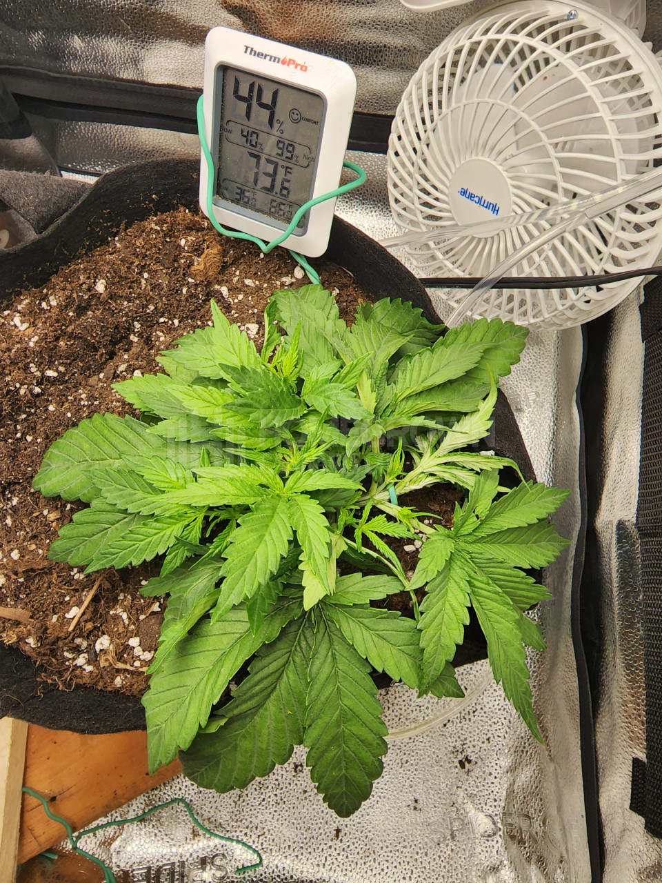 Critical Autoflower Cannabis Seeds week 3 grow journal by ryan757 ...