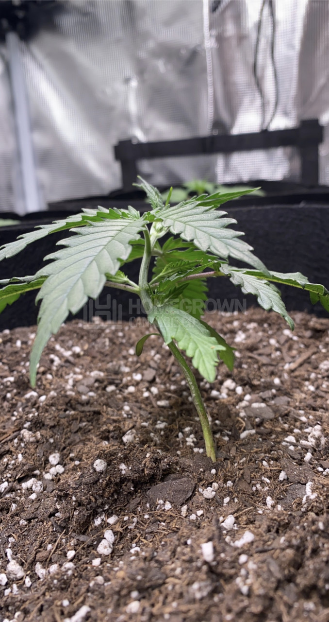 Bruce Banner Autoflower Cannabis Seeds week 4 grow journal by tkell ...