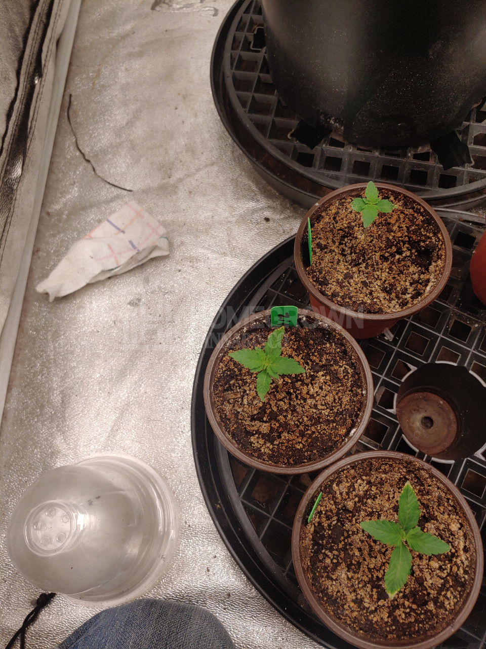 Zkittlez Autoflower Cannabis Seeds week 2 grow journal by jimig1974 ...