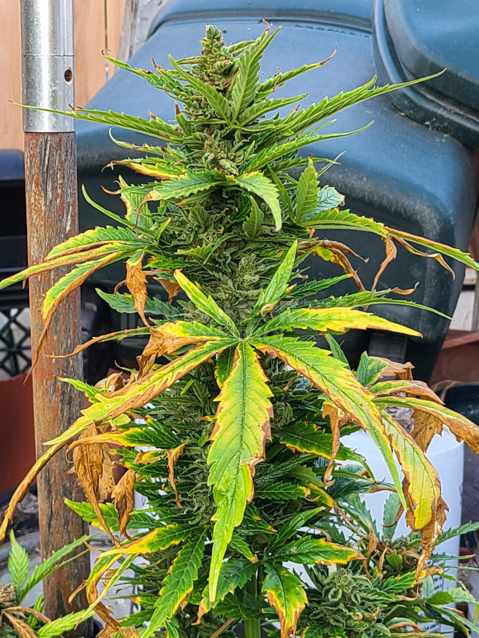 White Widow Autoflower Cannabis Seeds week 12 grow journal by mofo ...