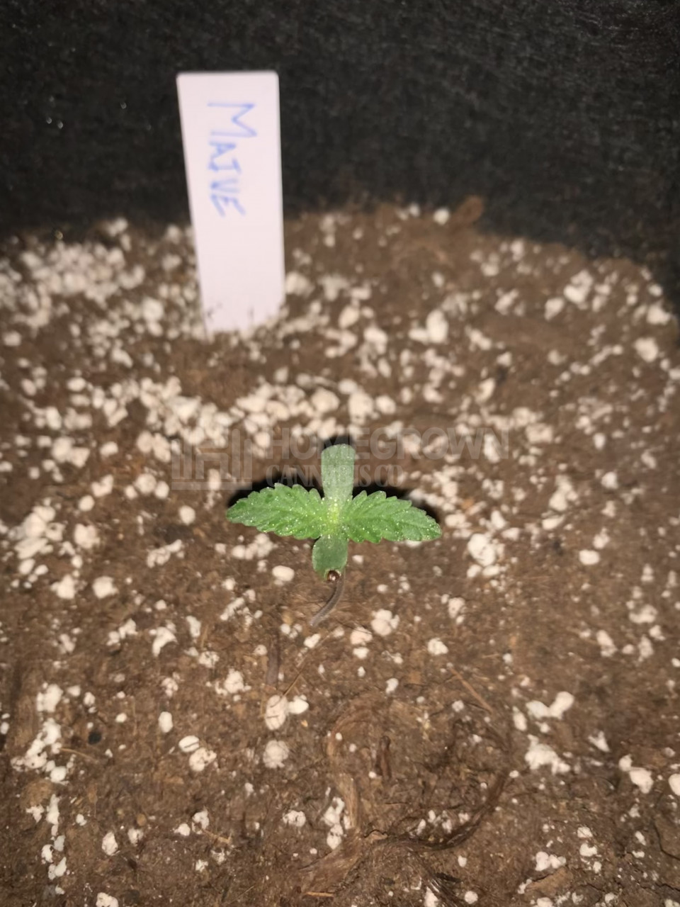 Sour Diesel Autoflower Cannabis Seeds week 2 grow journal by prototy ...