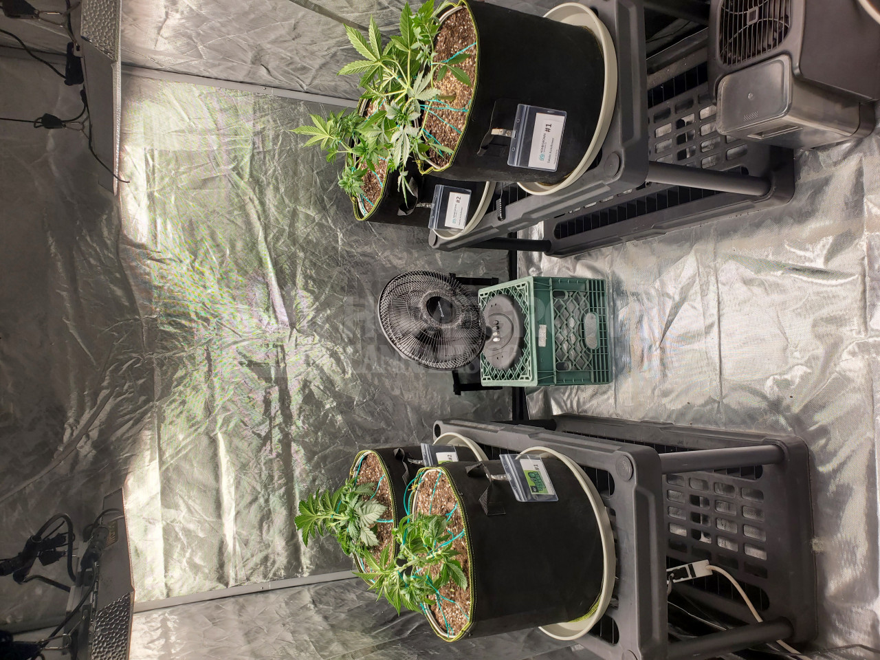 Gelato Autoflower Cannabis Seeds week 5 grow journal by turnandburn ...