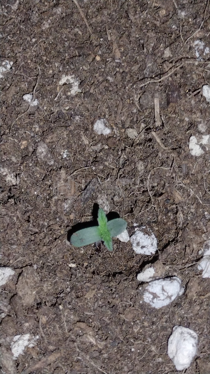 Amnesia Autoflower Cannabis Seeds week 1 grow journal by hybrid-knf ...