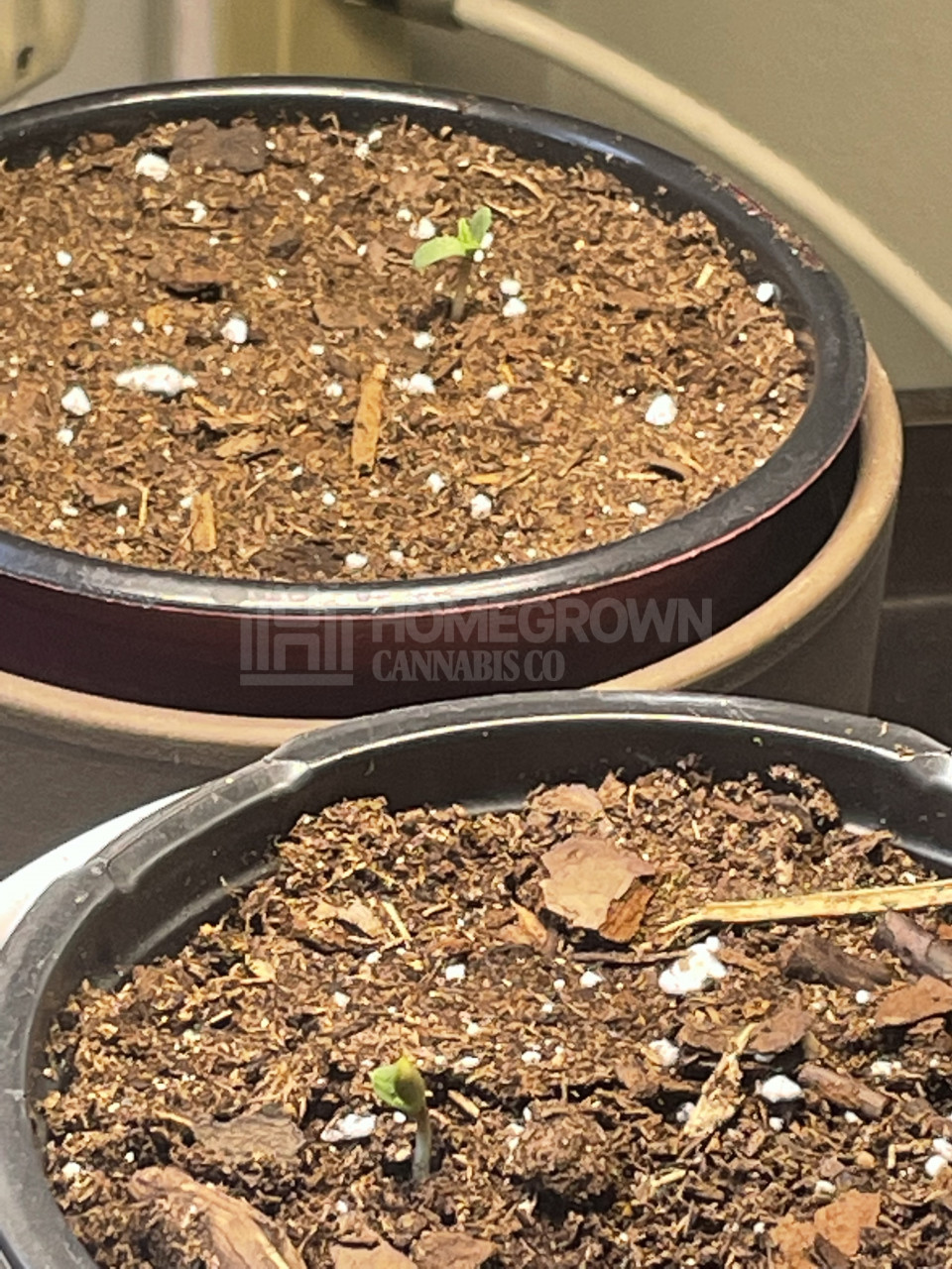 Gelato Autoflower Cannabis Seeds week 2 grow journal by semore914 - C4 ...