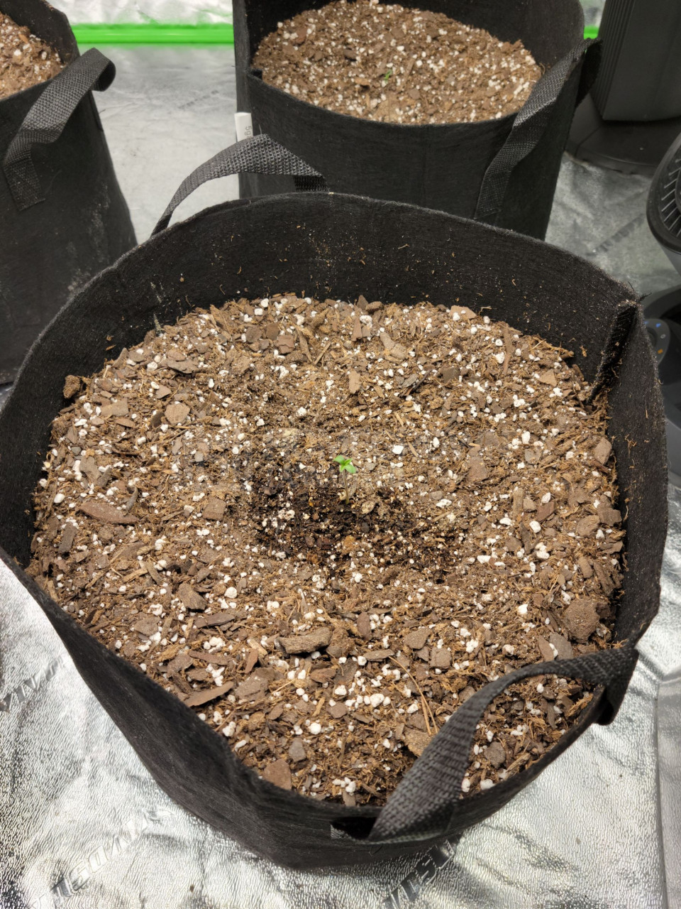 Gelato Autoflower Cannabis Seeds week 1 grow journal by Dominic_biggs ...