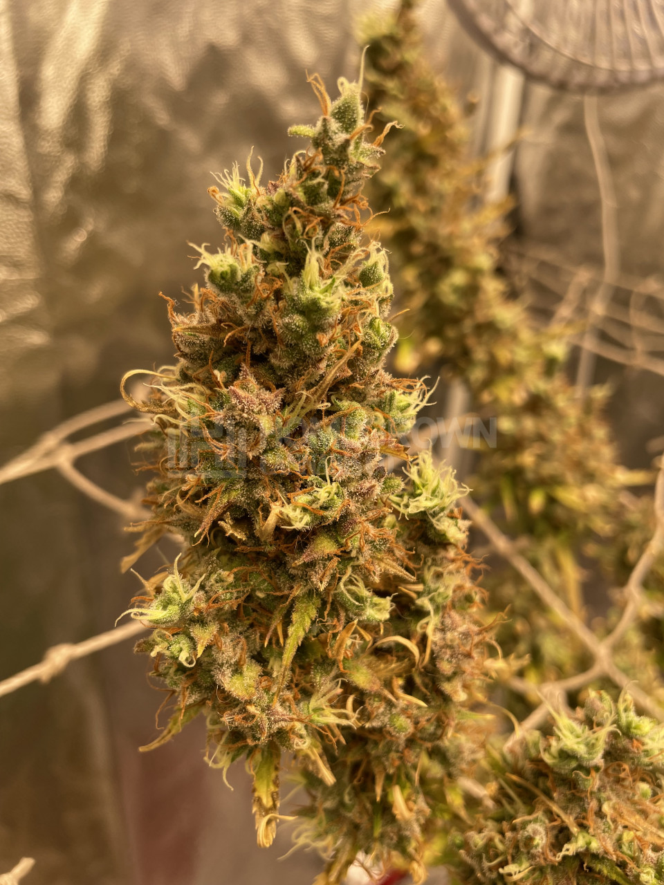 Critical Purple Autoflower Cannabis Seeds week 16 grow journal by ...