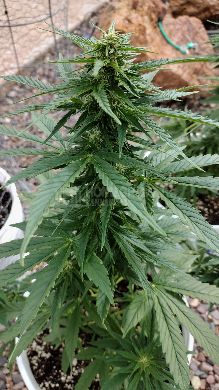 Lemon Haze Autoflower Cannabis Seeds week 9 grow journal by burl - Burls Backyard grow grow dairy