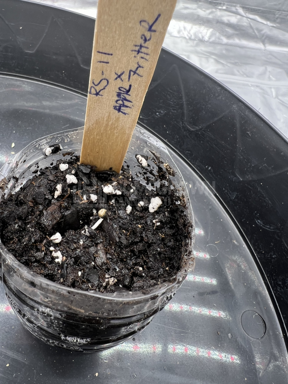 Blue Dream Autoflower Cannabis Seeds week 1 grow journal by sneaker-p ...