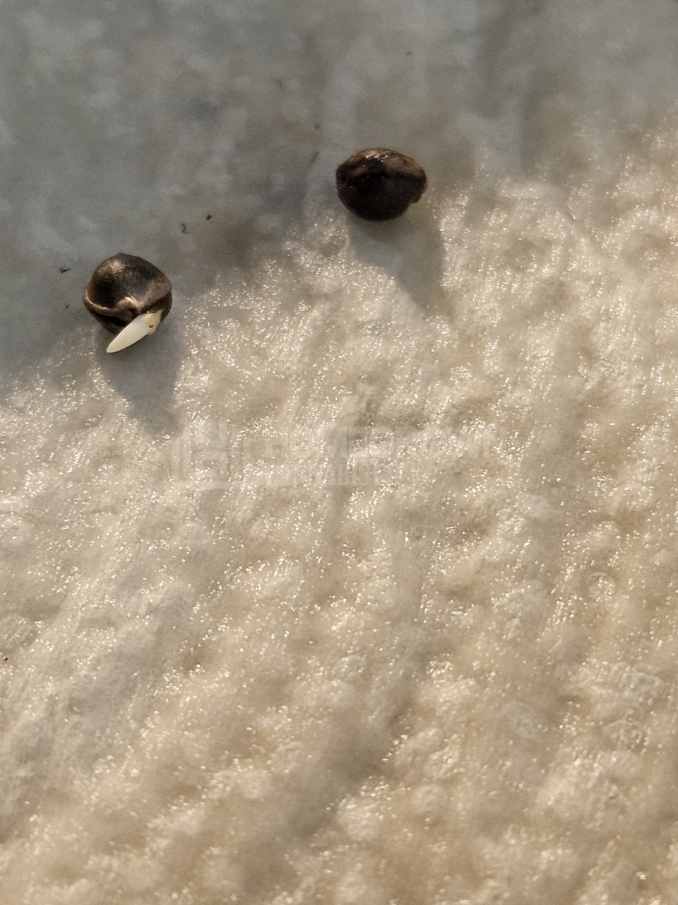 Pine Autoflower Cannabis Seeds week 1 grow journal by tripleg - 2025 ...