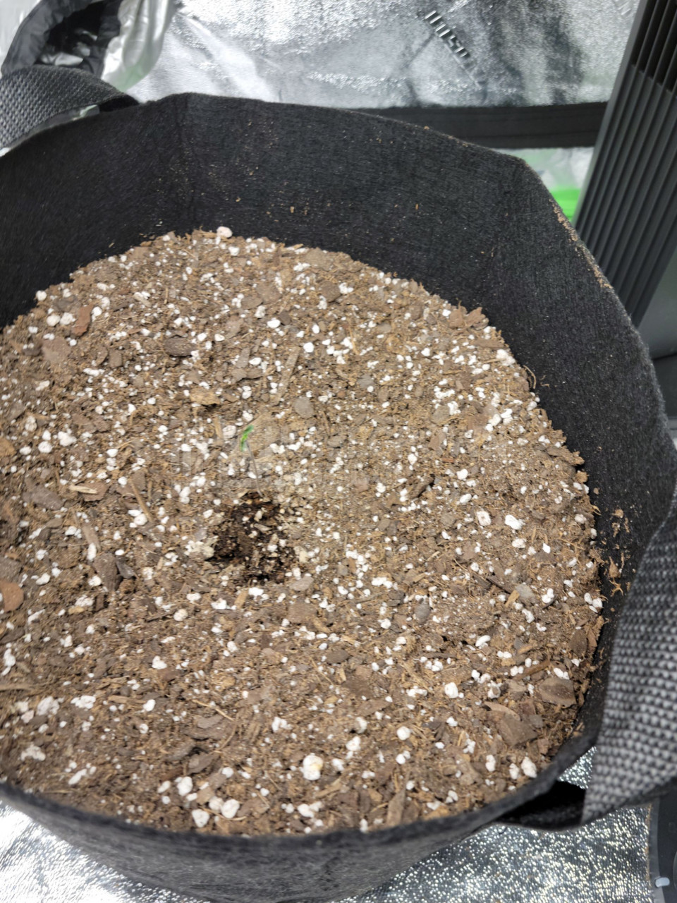 Gelato Autoflower Cannabis Seeds week 1 grow journal by Dominic_biggs ...