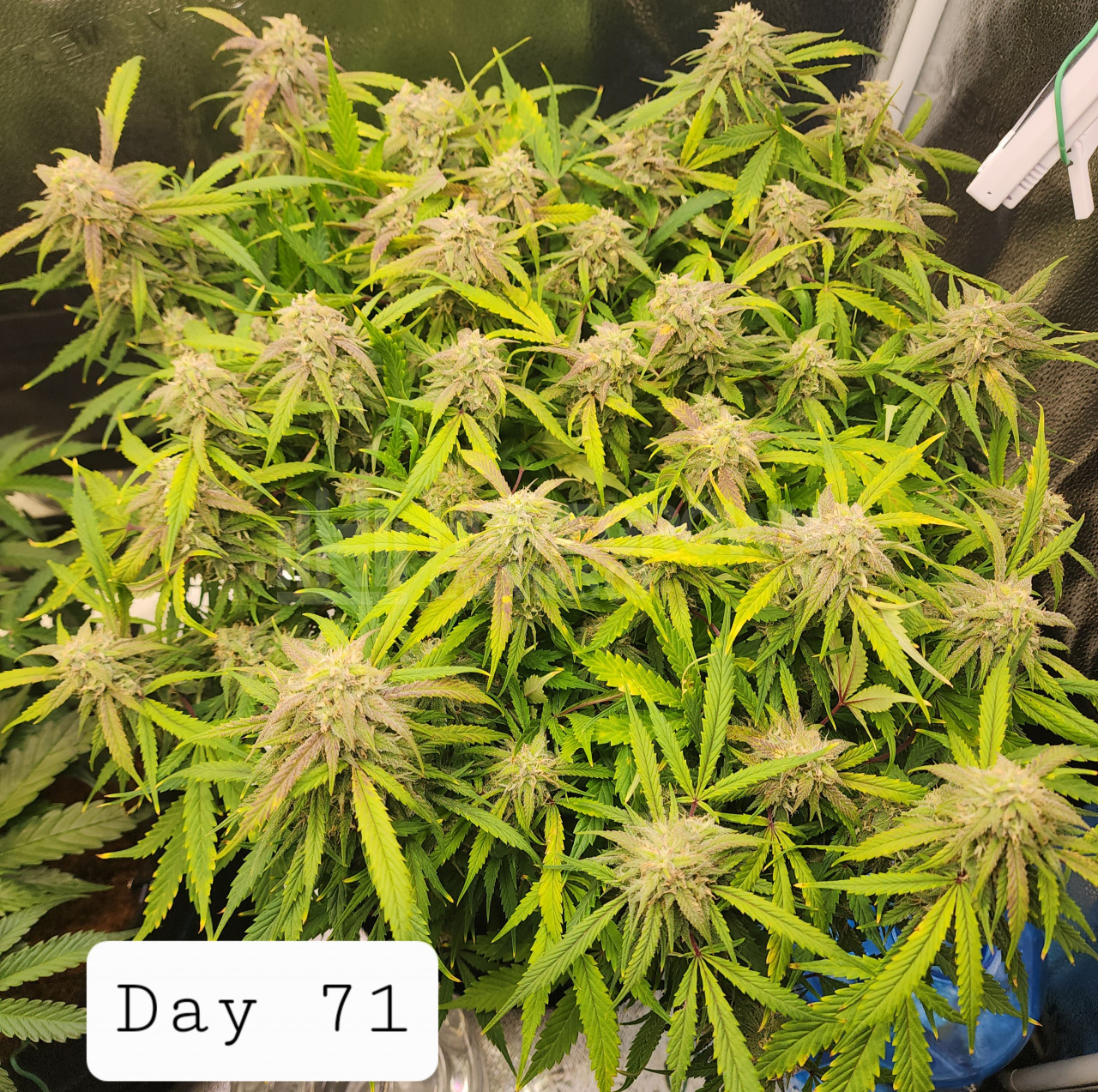 Critical Autoflower Cannabis Seeds week 11 grow journal by ryan757 ...