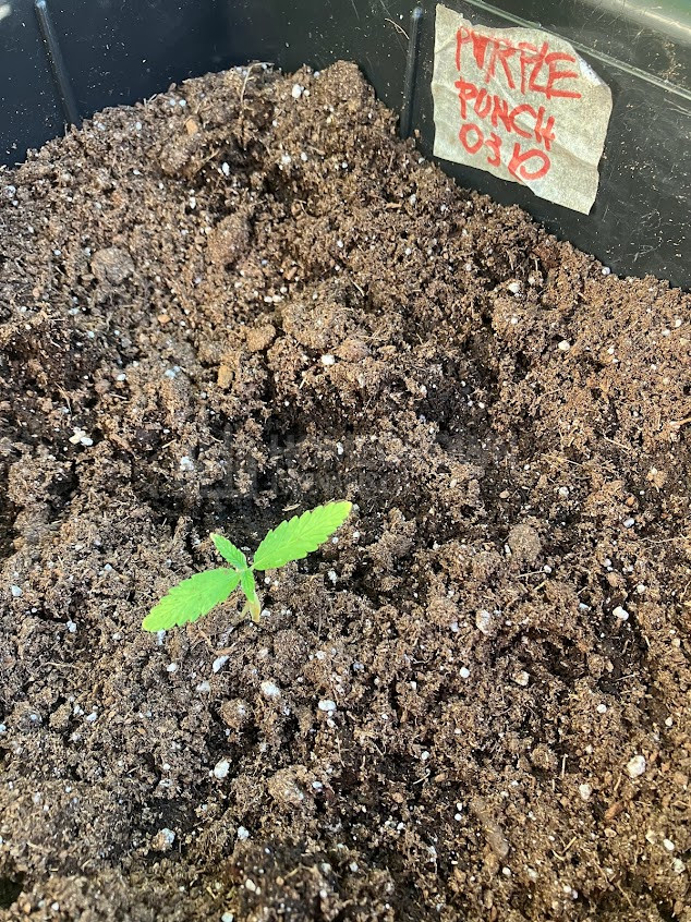 Purple Punch Autoflower Cannabis Seeds week 2 grow journal by half ...