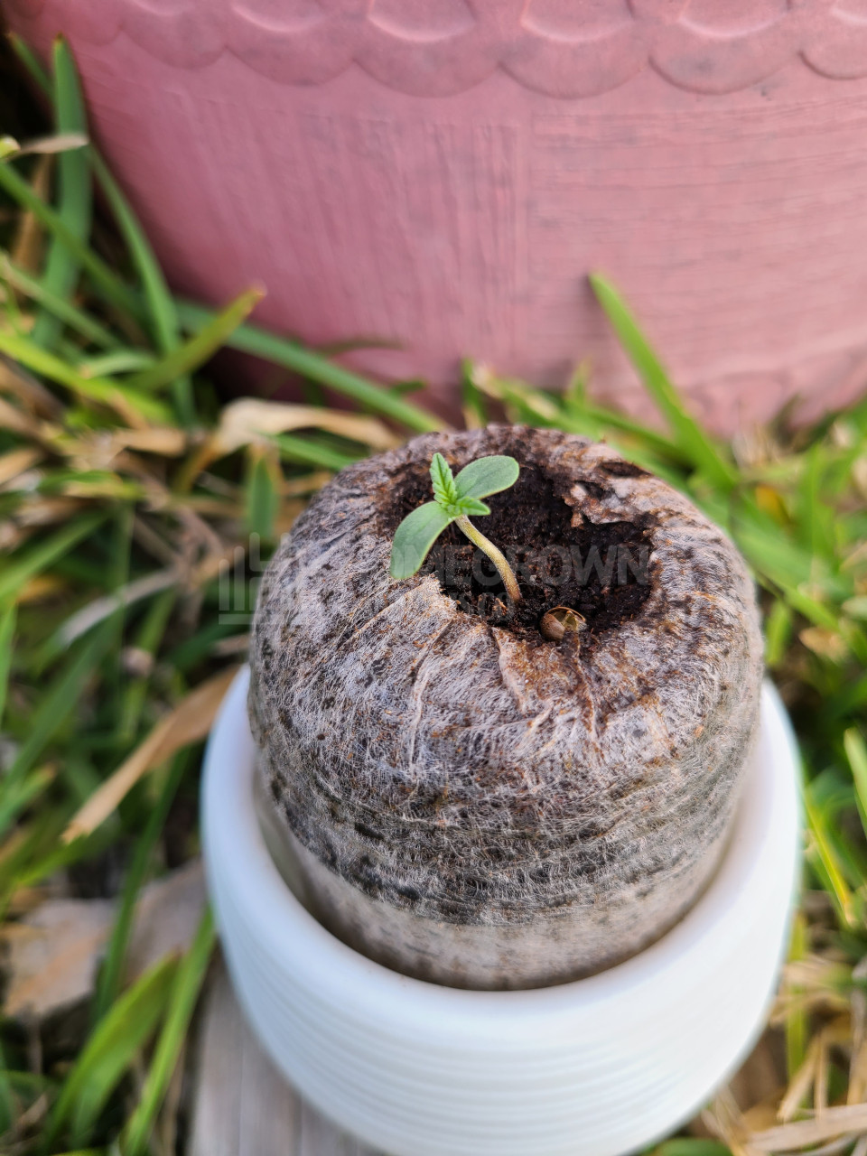 Blueberry Autoflower Cannabis Seeds week 1 grow journal by mofo ...