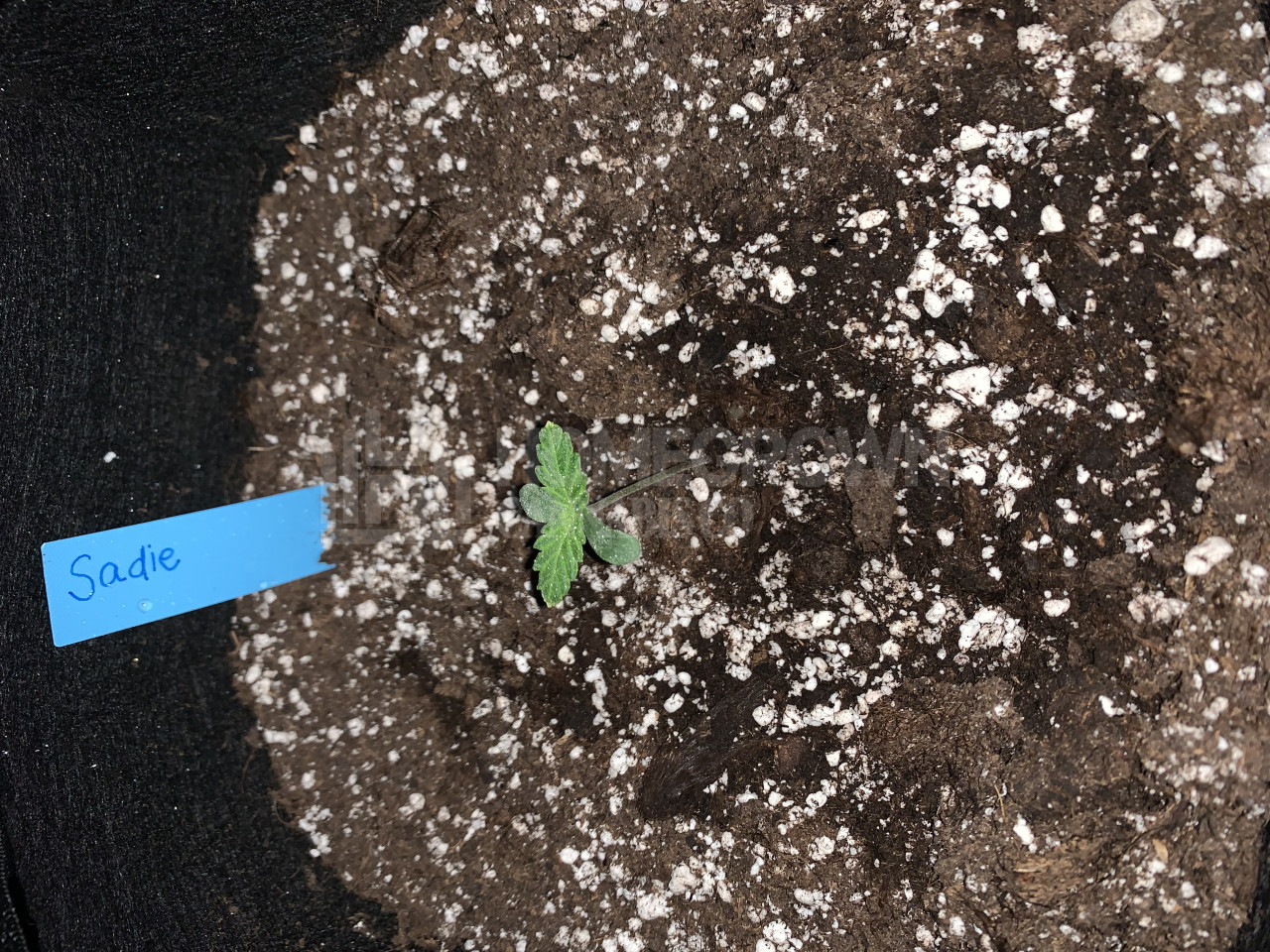 Sour Diesel Autoflower Cannabis Seeds week 2 grow journal by prototy ...